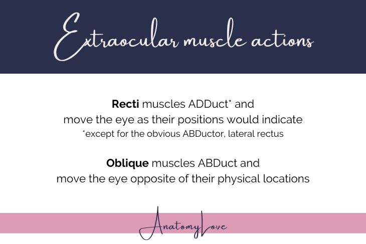 Extraocular muscles — AnatomyLove