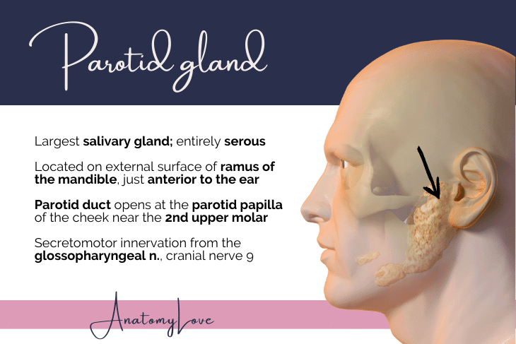 Superficial face and parotid region — AnatomyLove