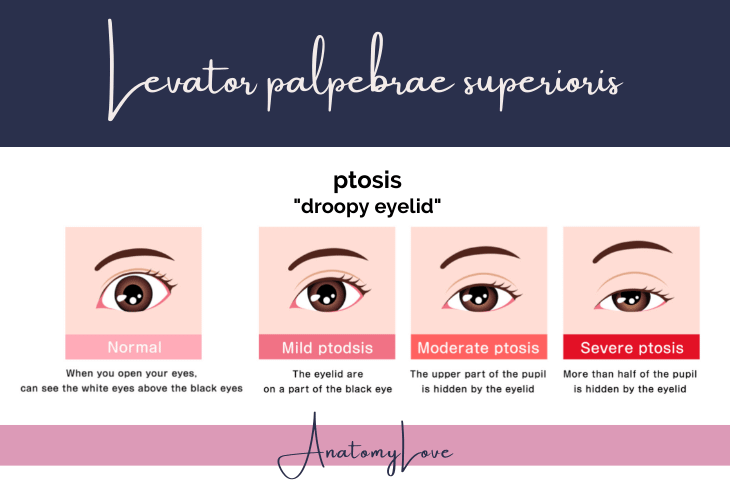 Extraocular muscles — AnatomyLove