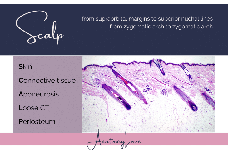 Superficial face and parotid region — AnatomyLove
