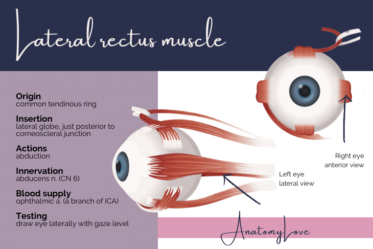 Extraocular muscles — AnatomyLove