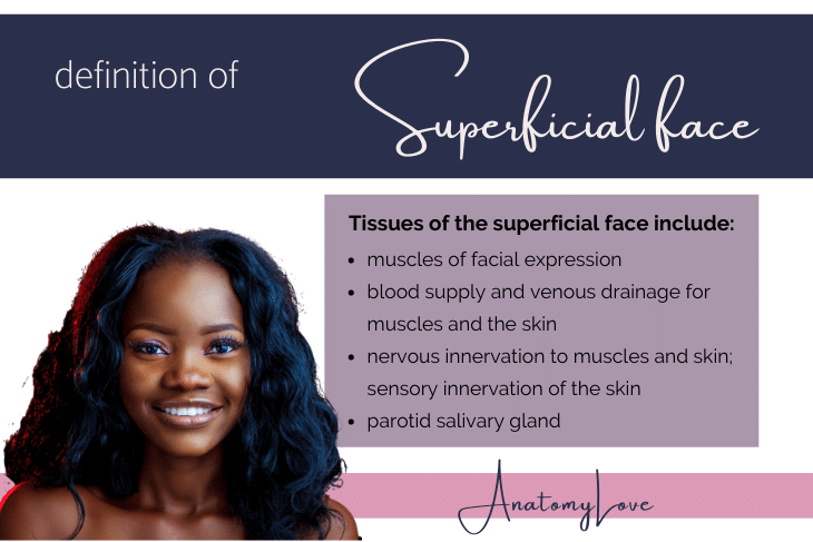 Superficial face and parotid region — AnatomyLove