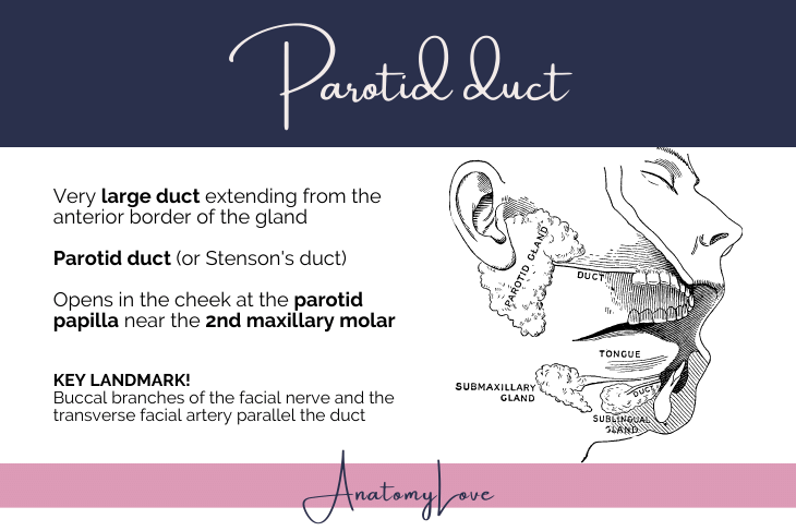 Superficial face and parotid region — AnatomyLove