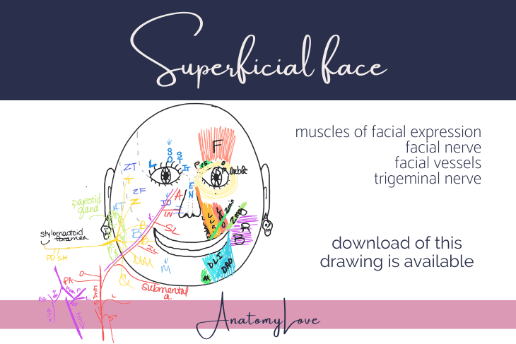Superficial face and parotid region — AnatomyLove
