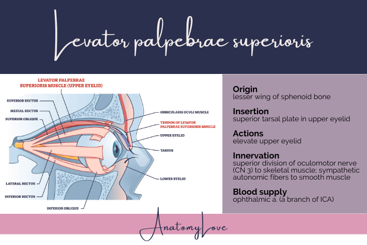 Extraocular muscles — AnatomyLove