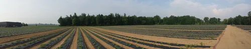 Howe Family Farms