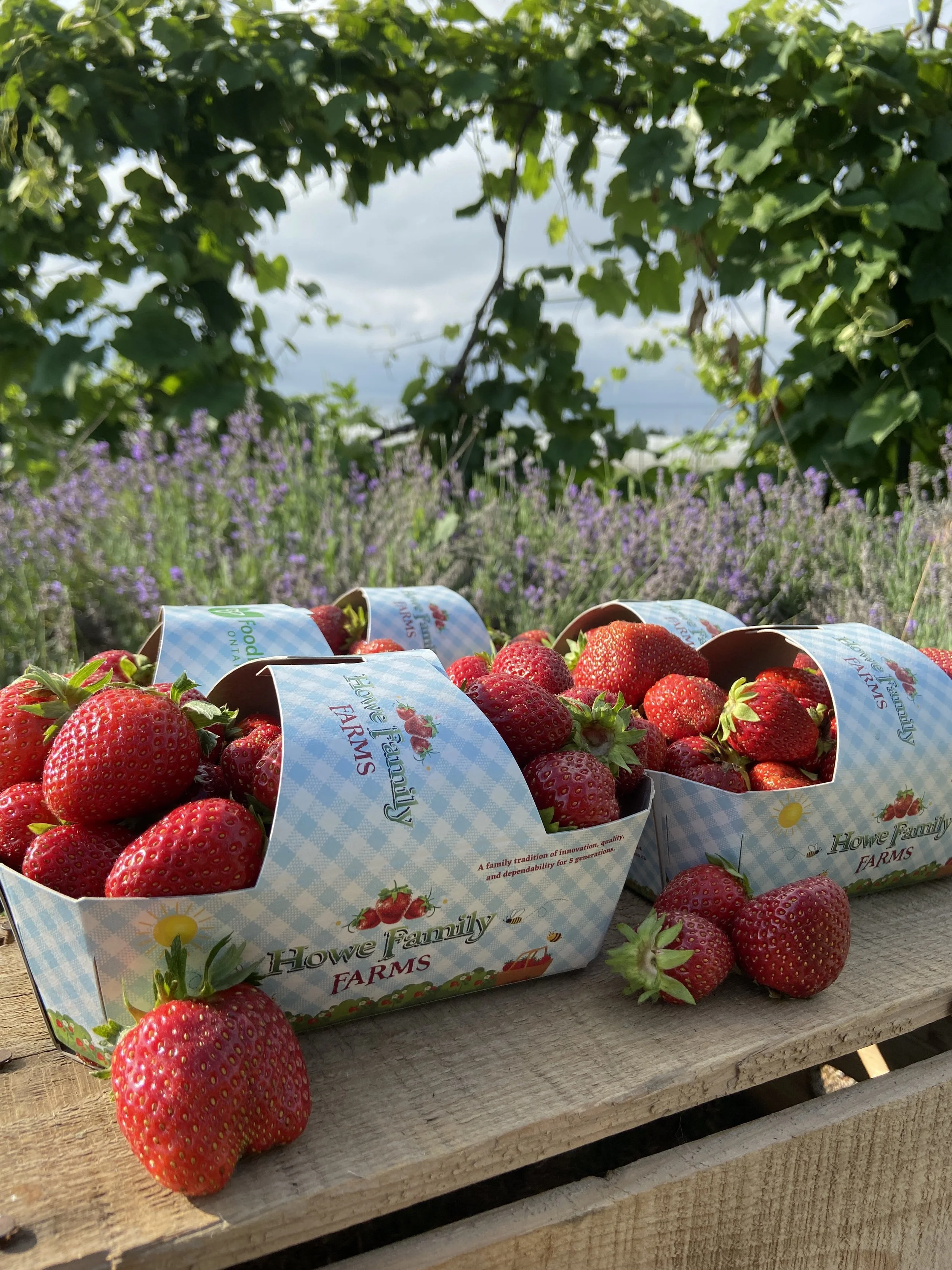 Our Crops — Howe Family Farms