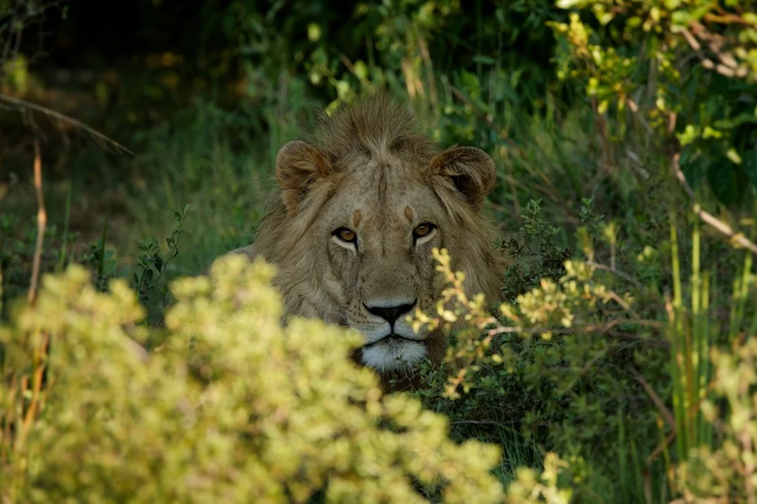 Okavango Delta 6 Days | Discover & Book Now — Black Jackal