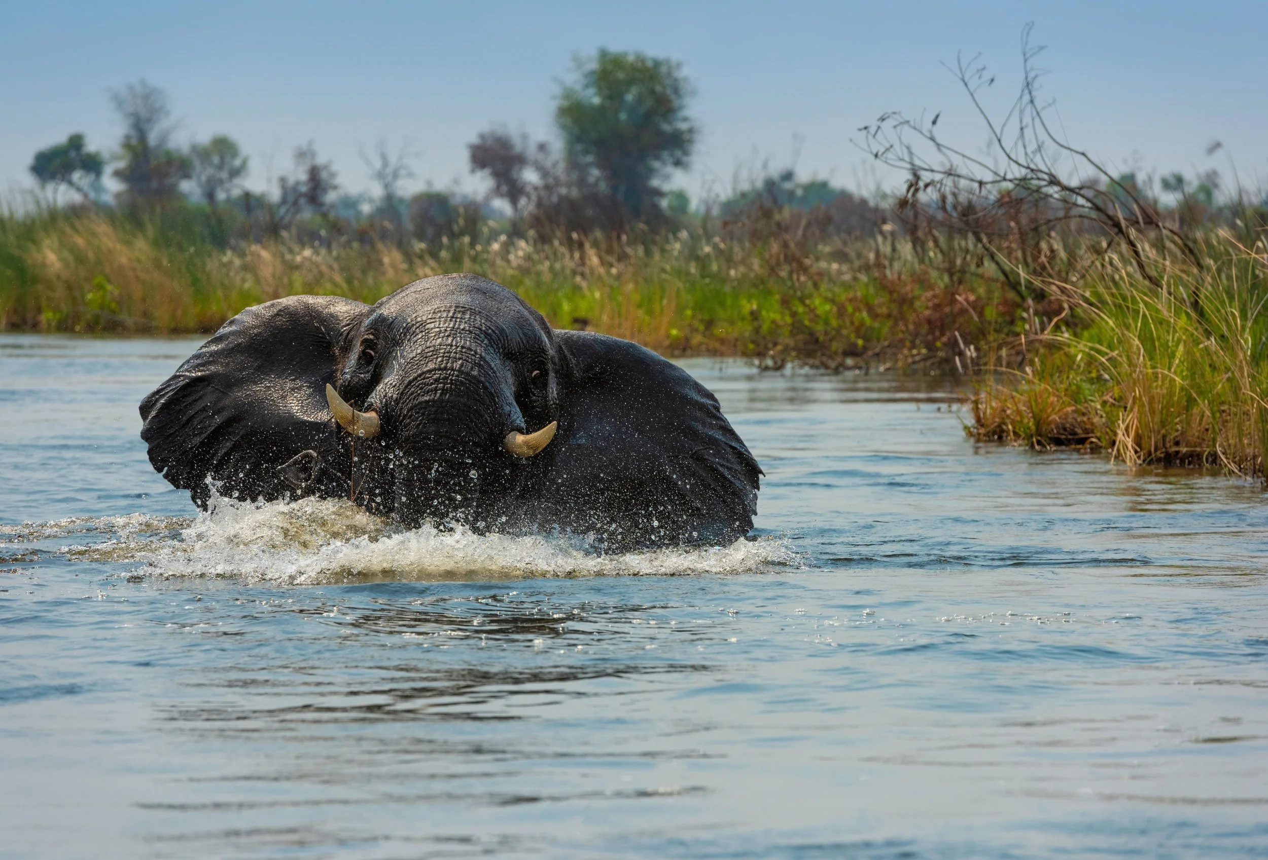 Okavango Delta 6 Days | Discover & Book Now — Black Jackal