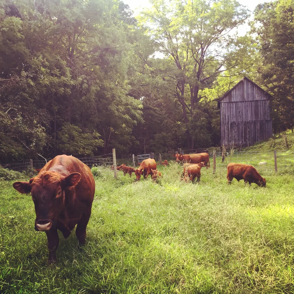 River Oak Farm | Pasture Raised Chicken, Turkey & Eggs | Forest-Fed ...