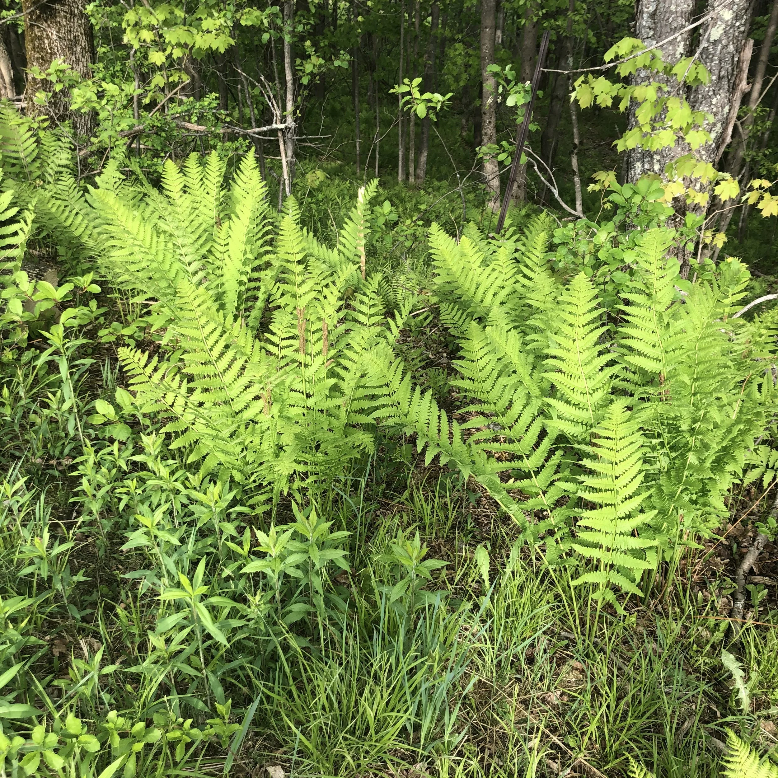 Fern River Fiber — Fern River Farm