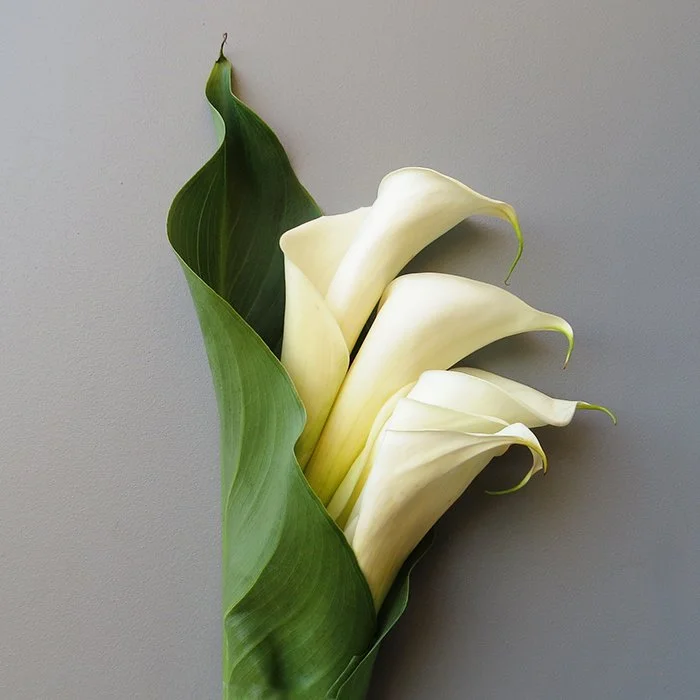Wholesale Mini Calla Lilies | DIY Flower Mart | Orlando, FL
