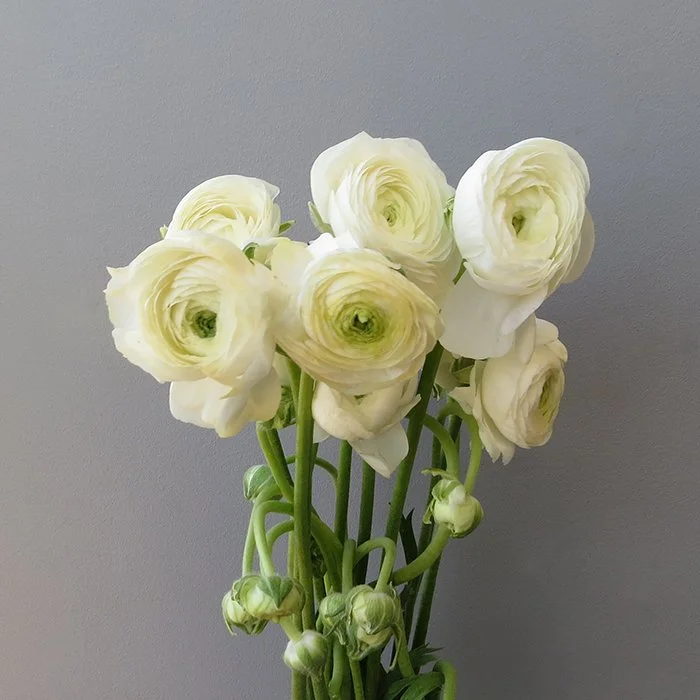 Wholesale Carnations | DIY Flower Mart | Orlando, FL