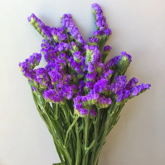 Button Pom | DIY Flower Mart | Orlando, FL