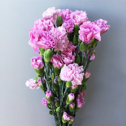 Wholesale Carnations | DIY Flower Mart | Orlando, FL