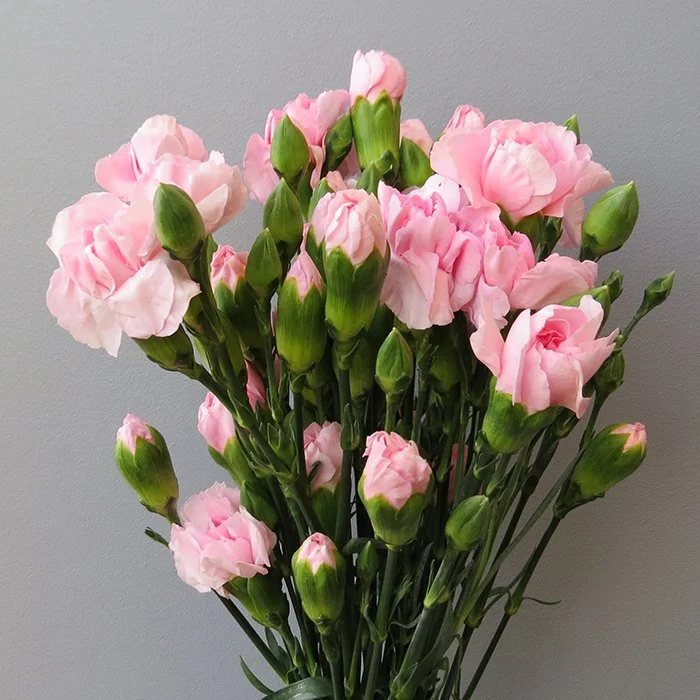 Wholesale Carnations | DIY Flower Mart | Orlando, FL