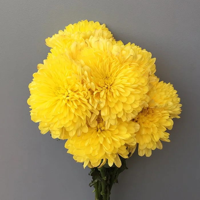 Wholesale Ranunculus | DIY Flower Mart | Orlando, FL