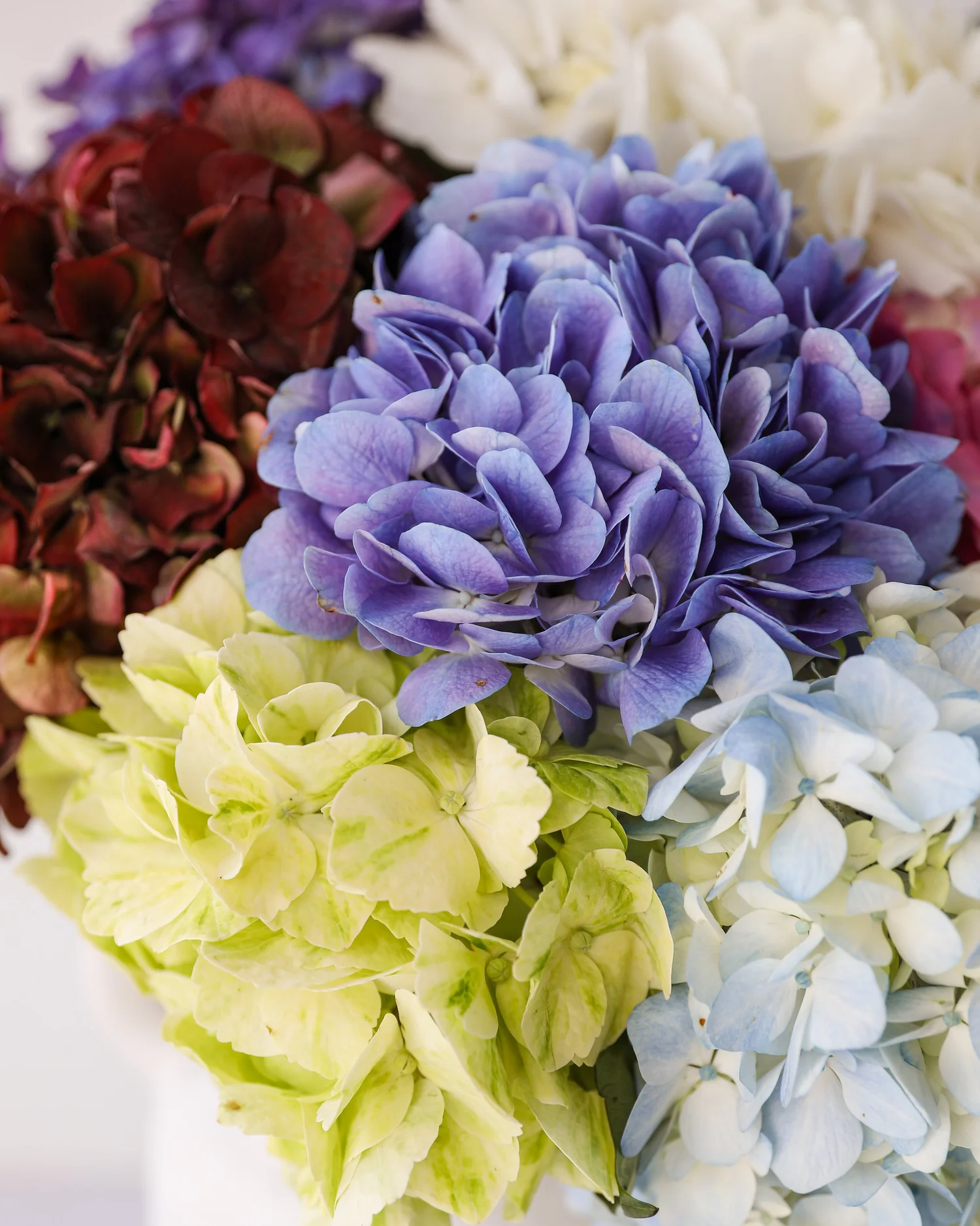 What Are Filler Flowers? | DIY Flower Mart | Orlando, FL