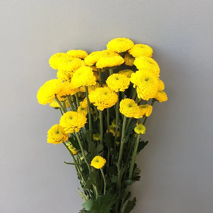 Shop Wholesale Flowers and DIY Floral Supplies | DIY Flower Mart ...