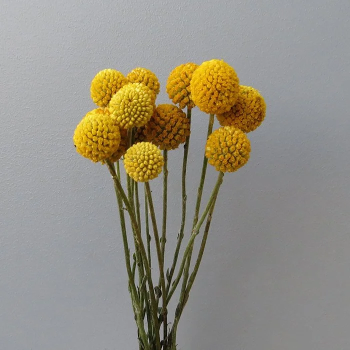 Button Pom | DIY Flower Mart | Orlando, FL