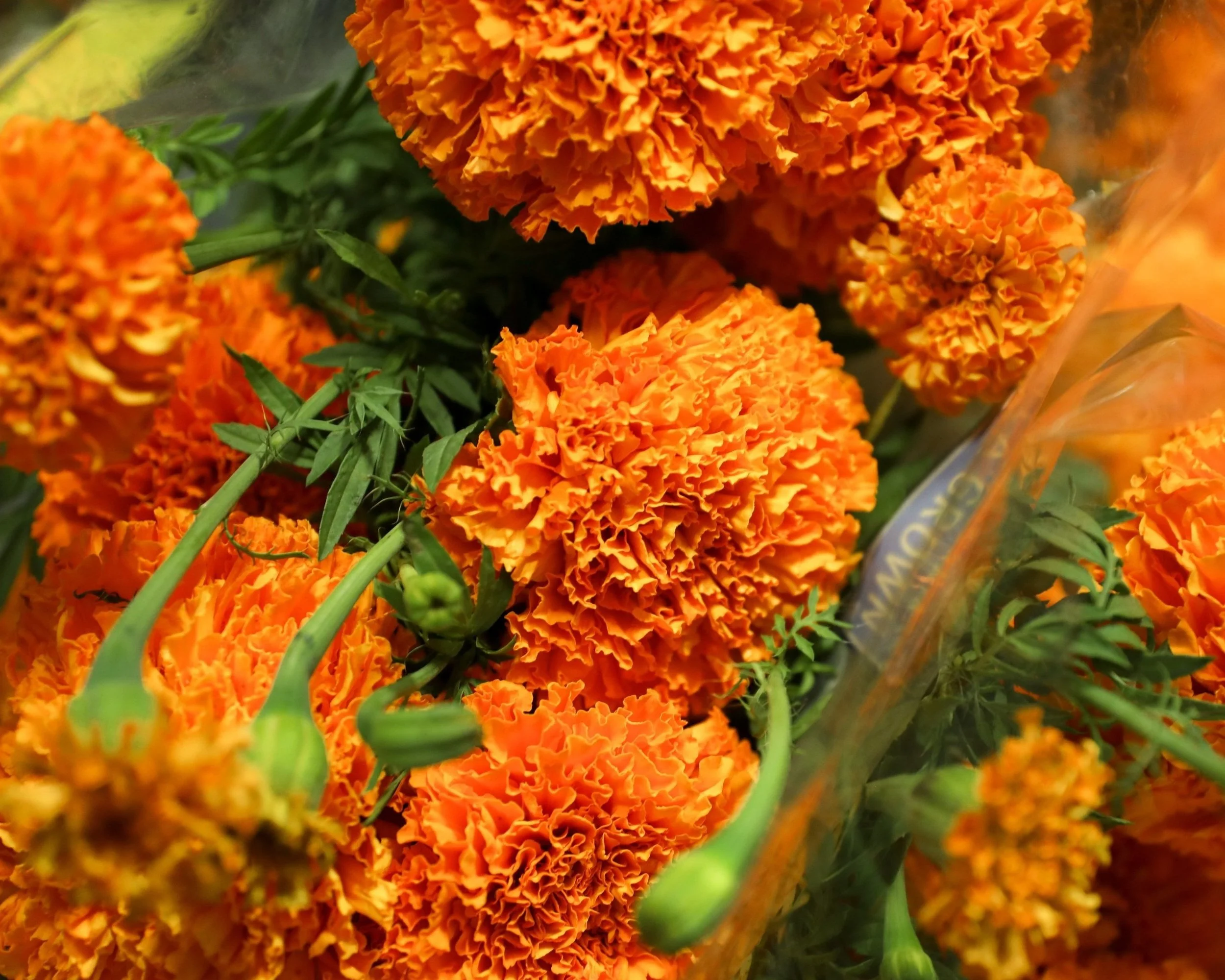 DIY Flower Mart | Shop Wholesale Flowers and DIY Floral Supplies & Hard ...