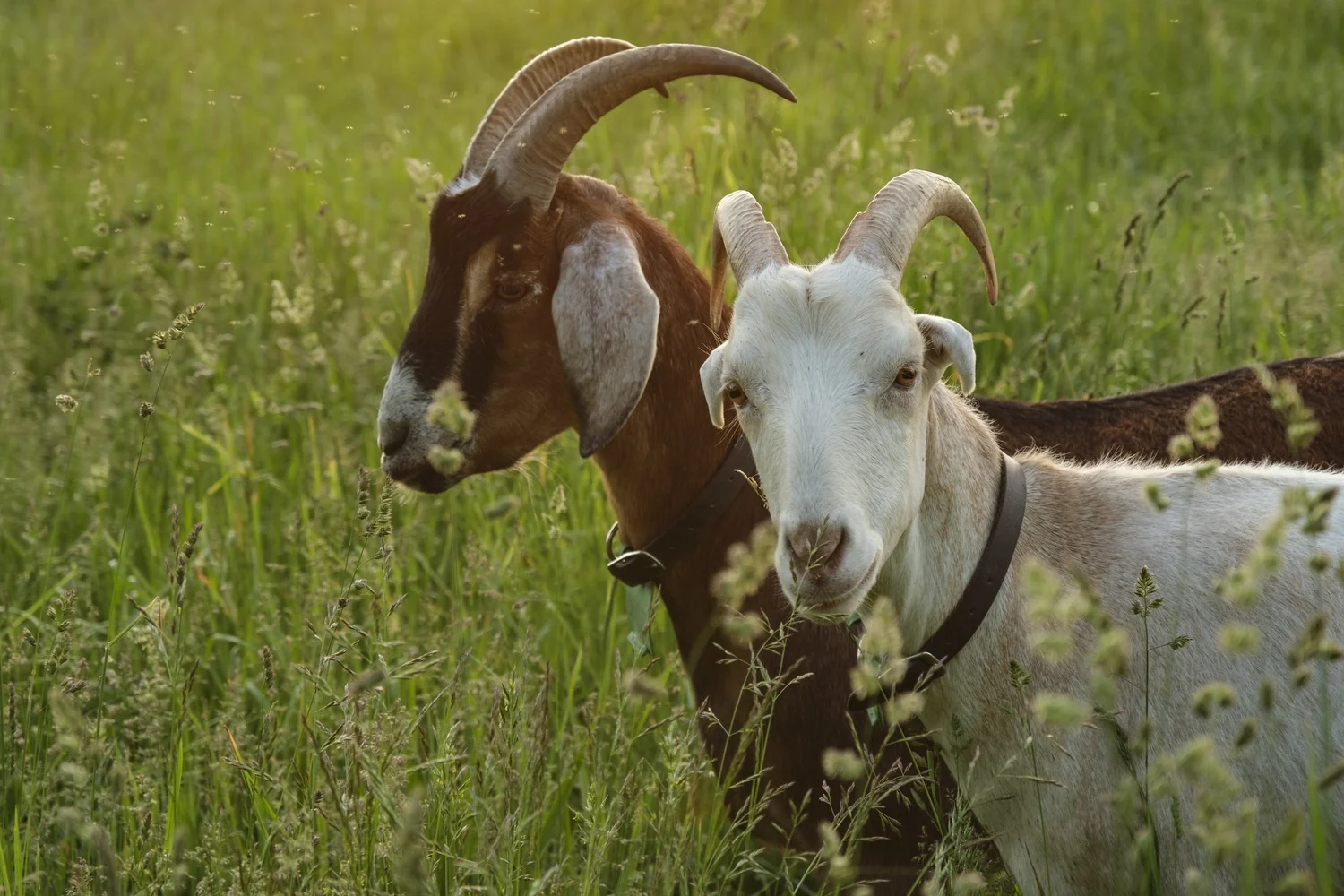 Verdant Hollow Farms