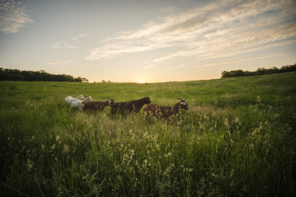 Verdant Hollow Farms