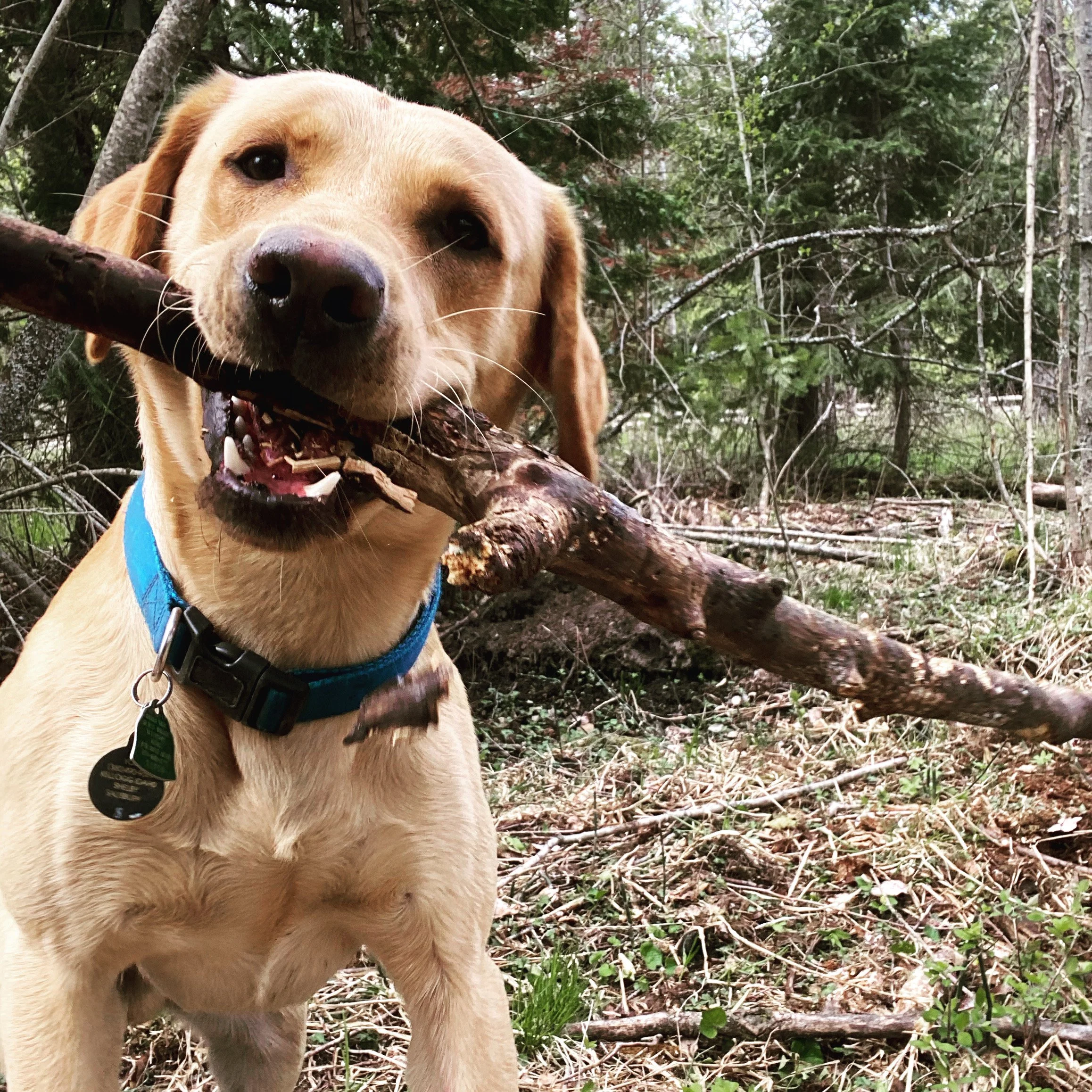 The Ashley Foundation Inc