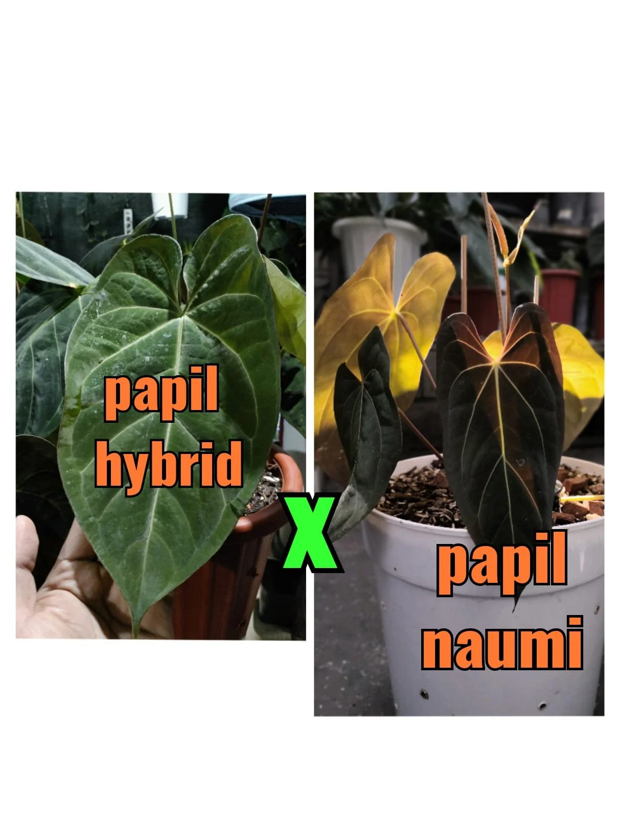 Anthurium "Black Sweet" (Portillae x Velvet Moira) — Swanky Botanicals
