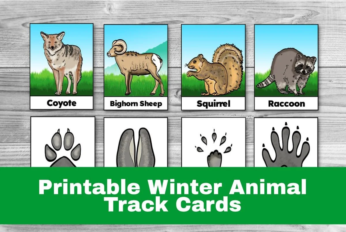 Tracks In Snow Identify Animal