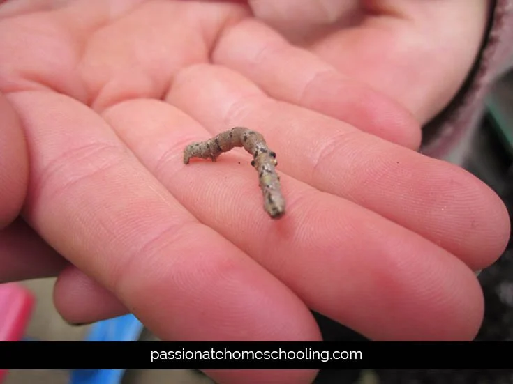 Nature Study Peppered Moth — Passionate Homeschooling
