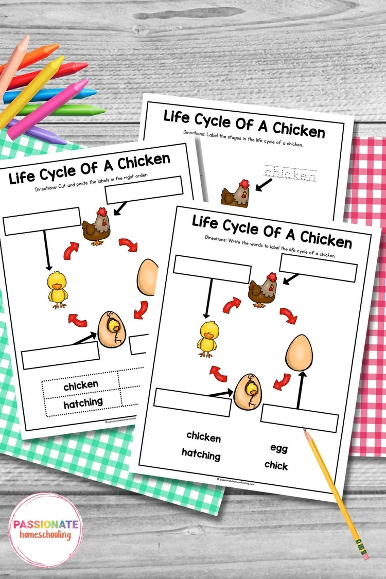 Free Printable Chicken Life Cycle Worksheets — Passionate Homeschooling