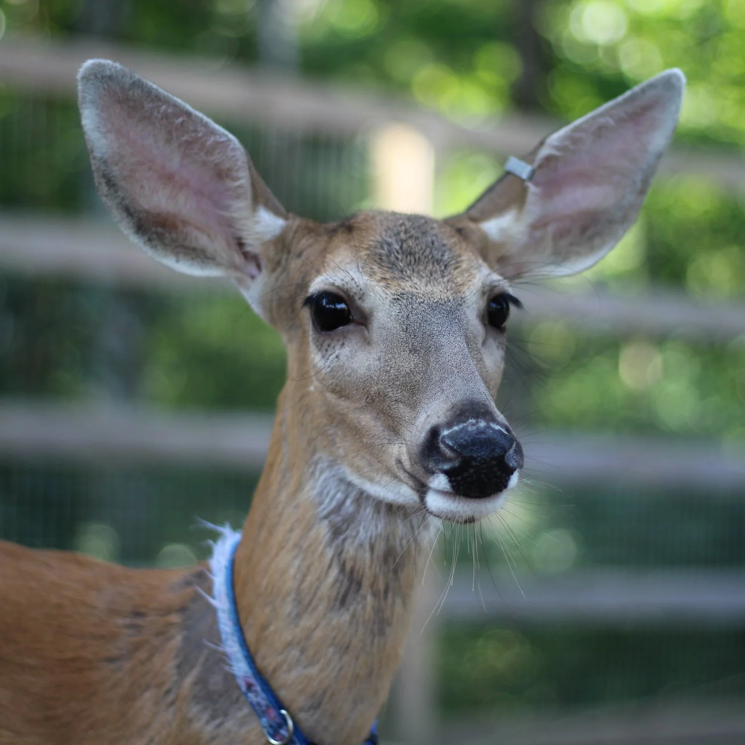 Petting Zoo — Olentangy Caverns