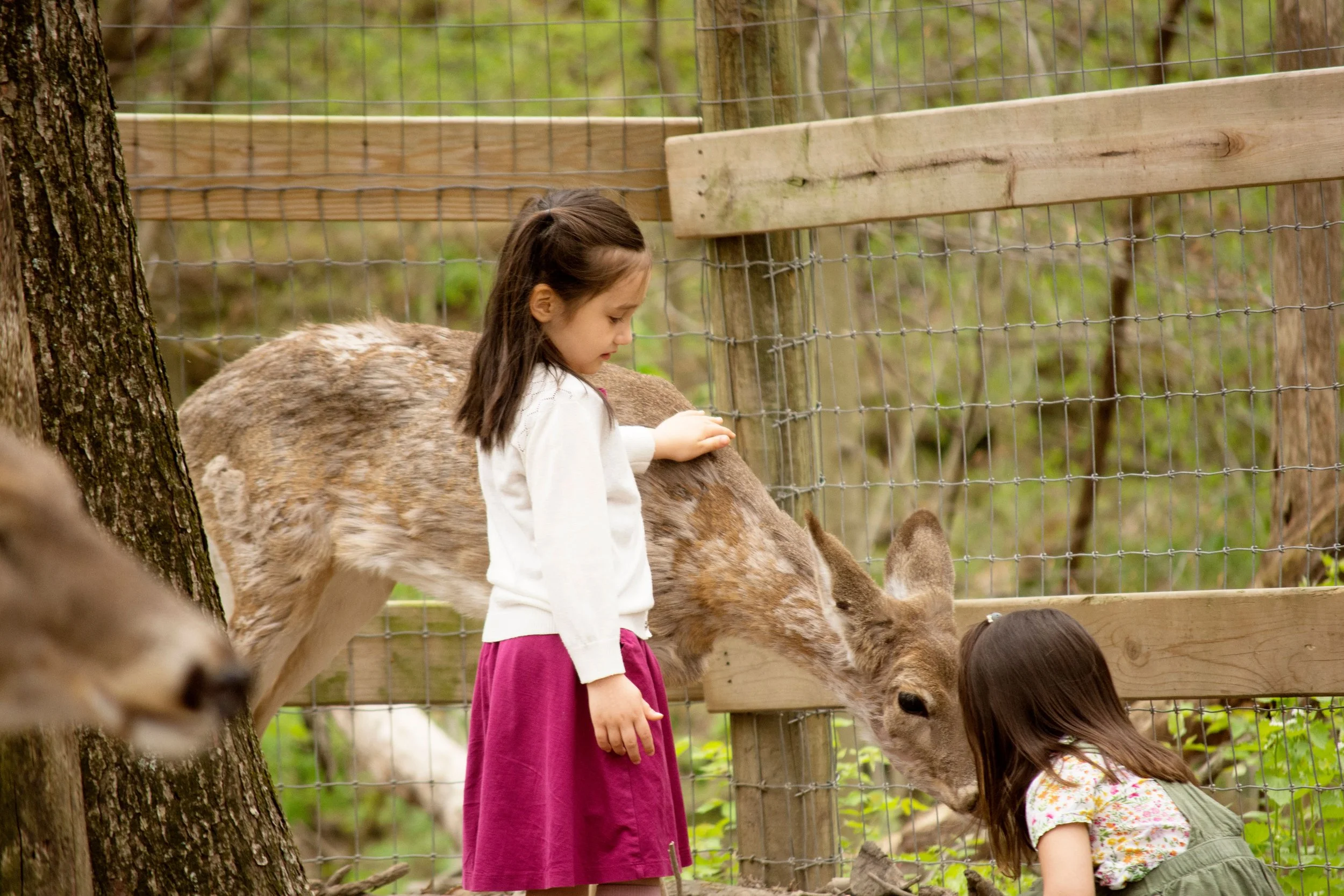 Best Petting Zoos and Animal Encounters in Central Ohio — Olentangy Caverns
