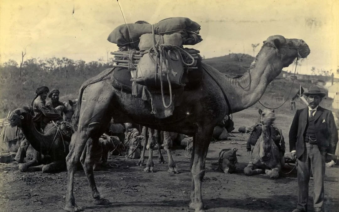 Camel Trains in Queensland — The Royal Historical Society of Queensland