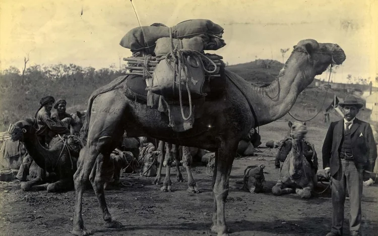 Camel Trains in Queensland — The Royal Historical Society of Queensland