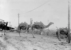 Camel Trains in Queensland — The Royal Historical Society of Queensland
