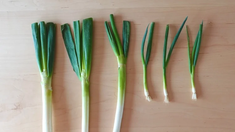 NEGI (Japanese Green Onion) Guide — Okawari by Azusa - easy and simple ...