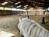 Riding Lessons — Birtles Equestrian
