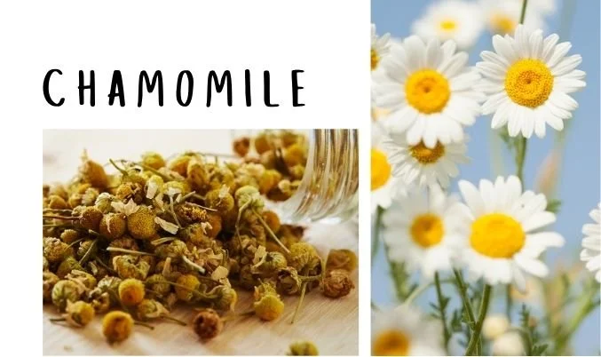 The Benefits of Chamomile — Grateful Acres Farmstead