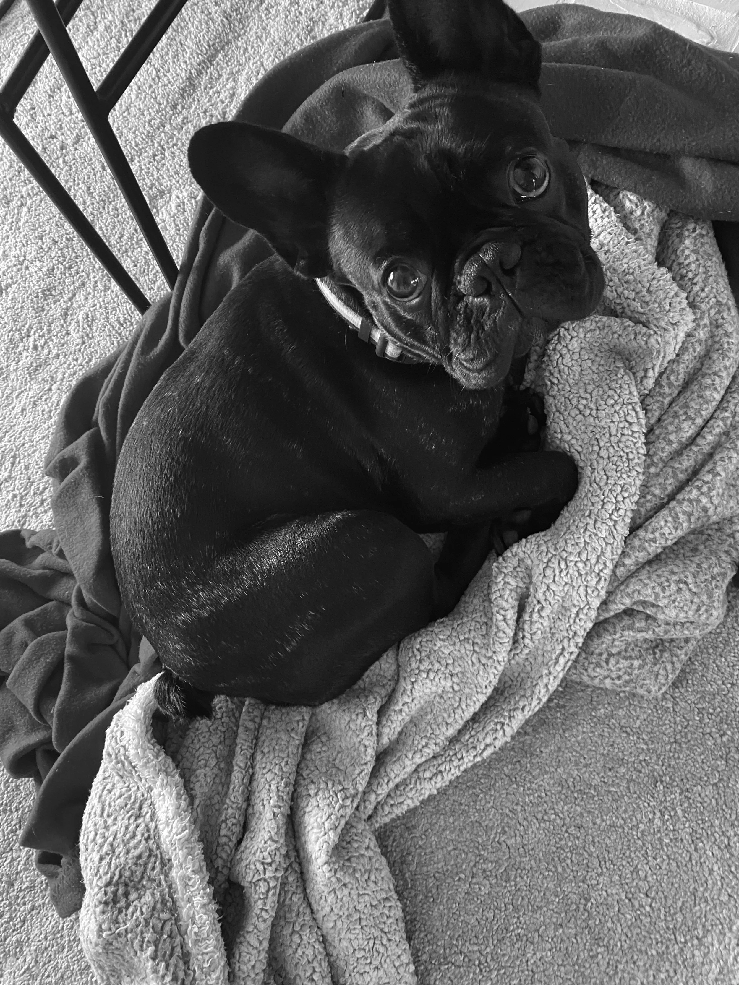 Bolde Learning specialises in eLearning design, SCORM development, animation and software ...