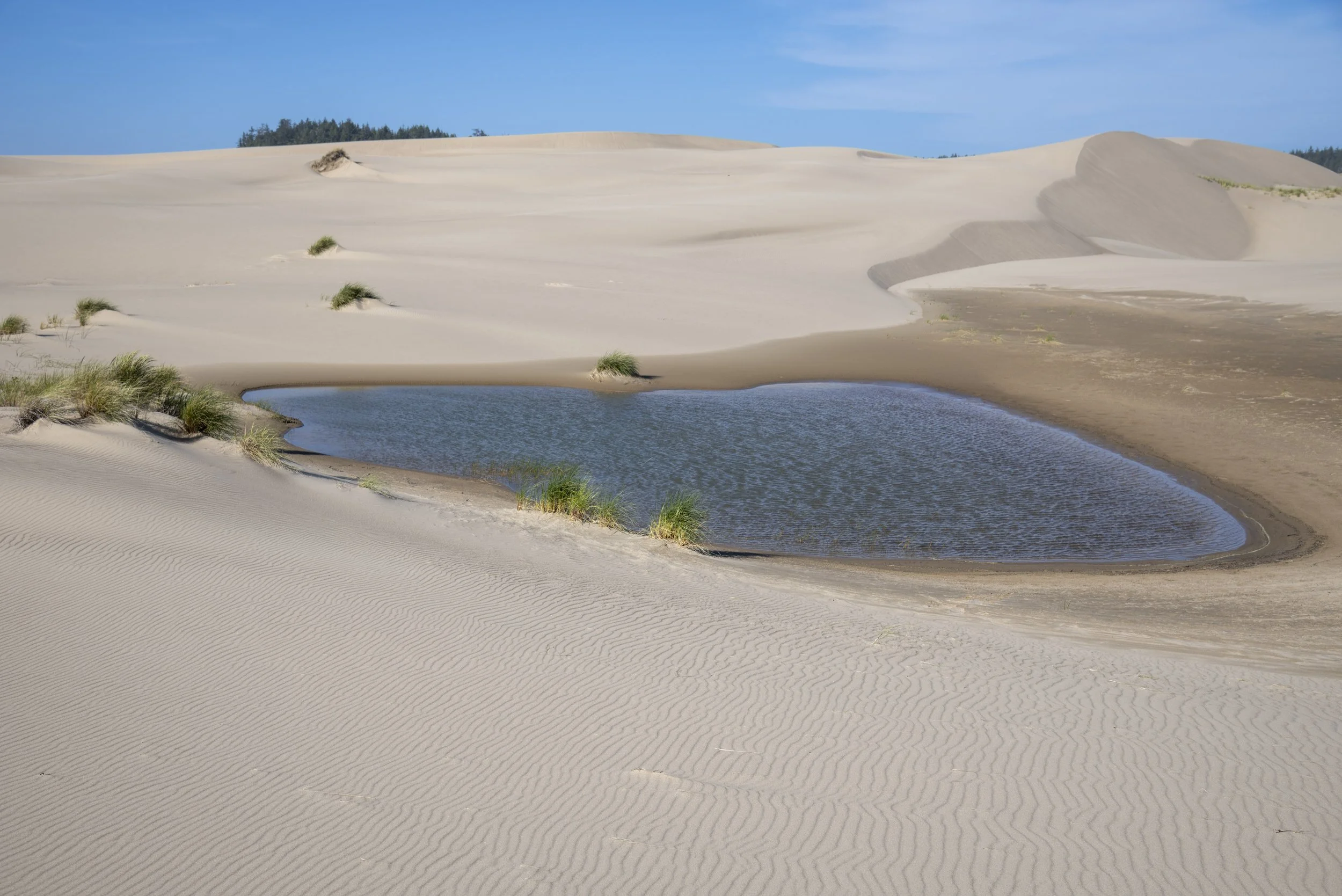Oregon Coast, Dunes — Mike Noh