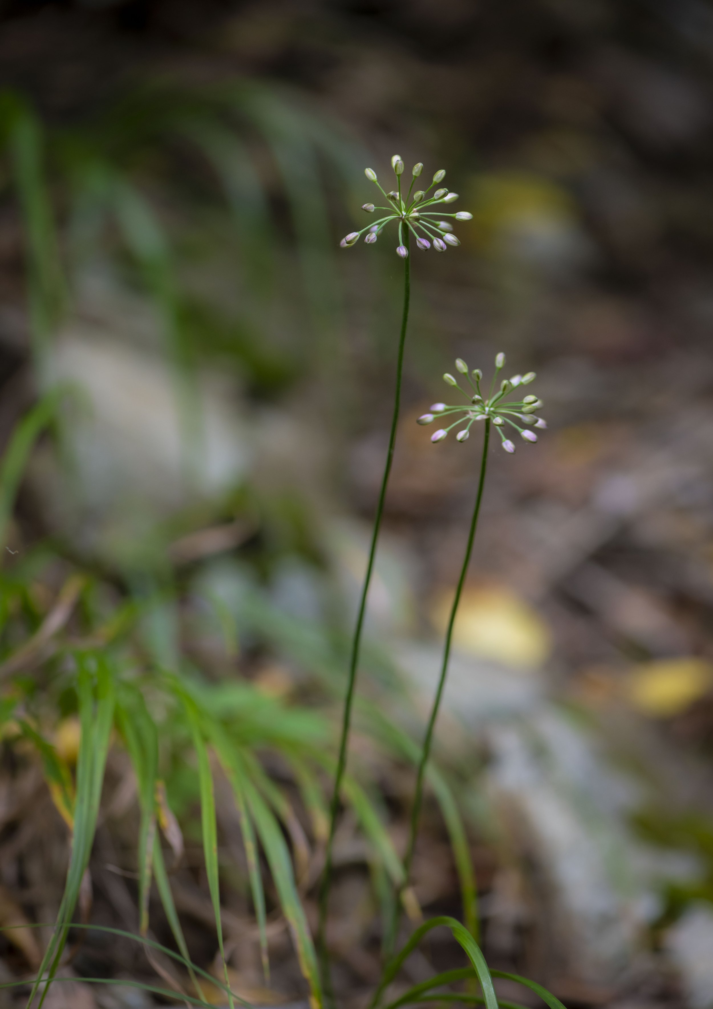 wild flower — Mike Noh