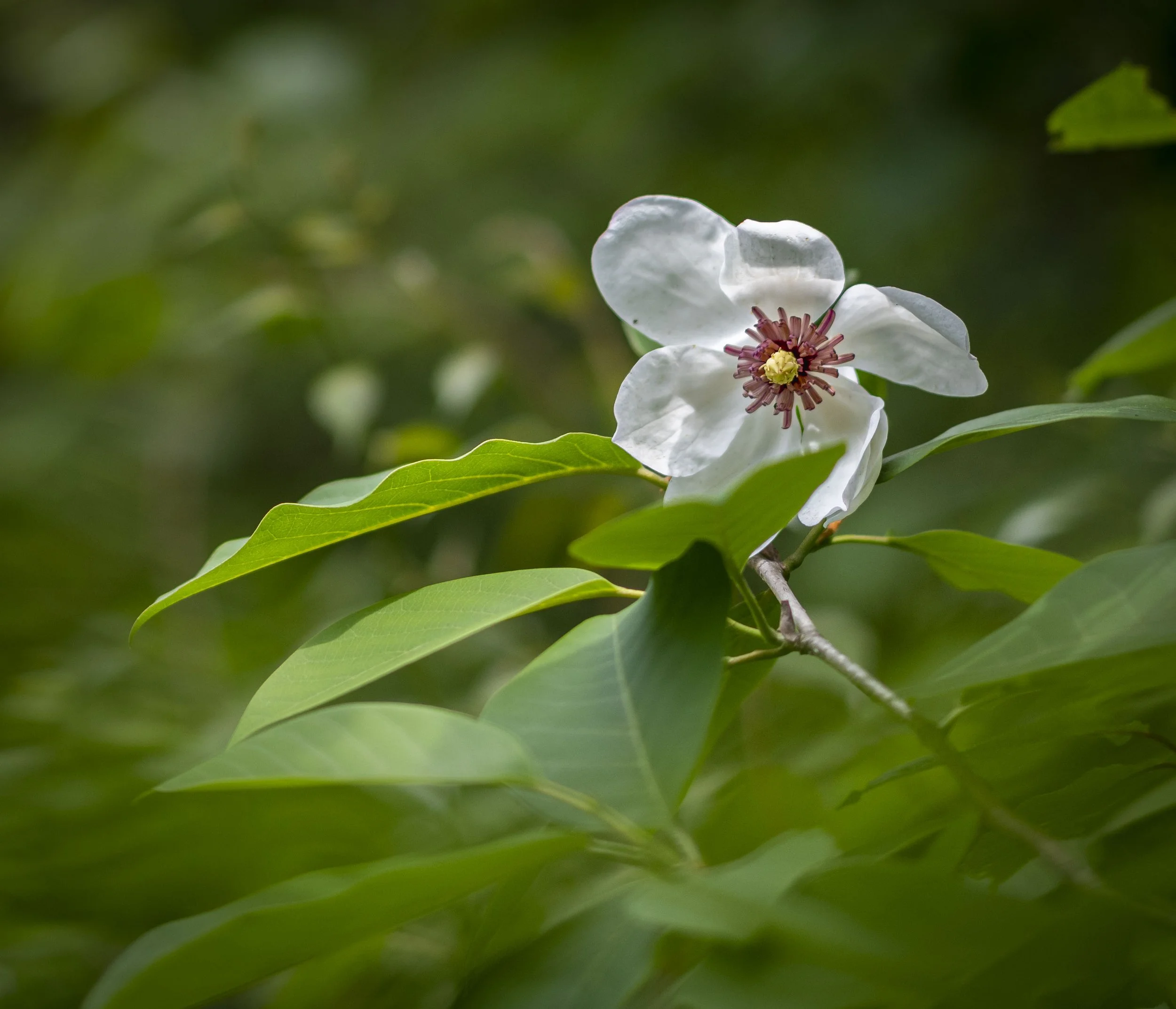 wild flower — Mike Noh