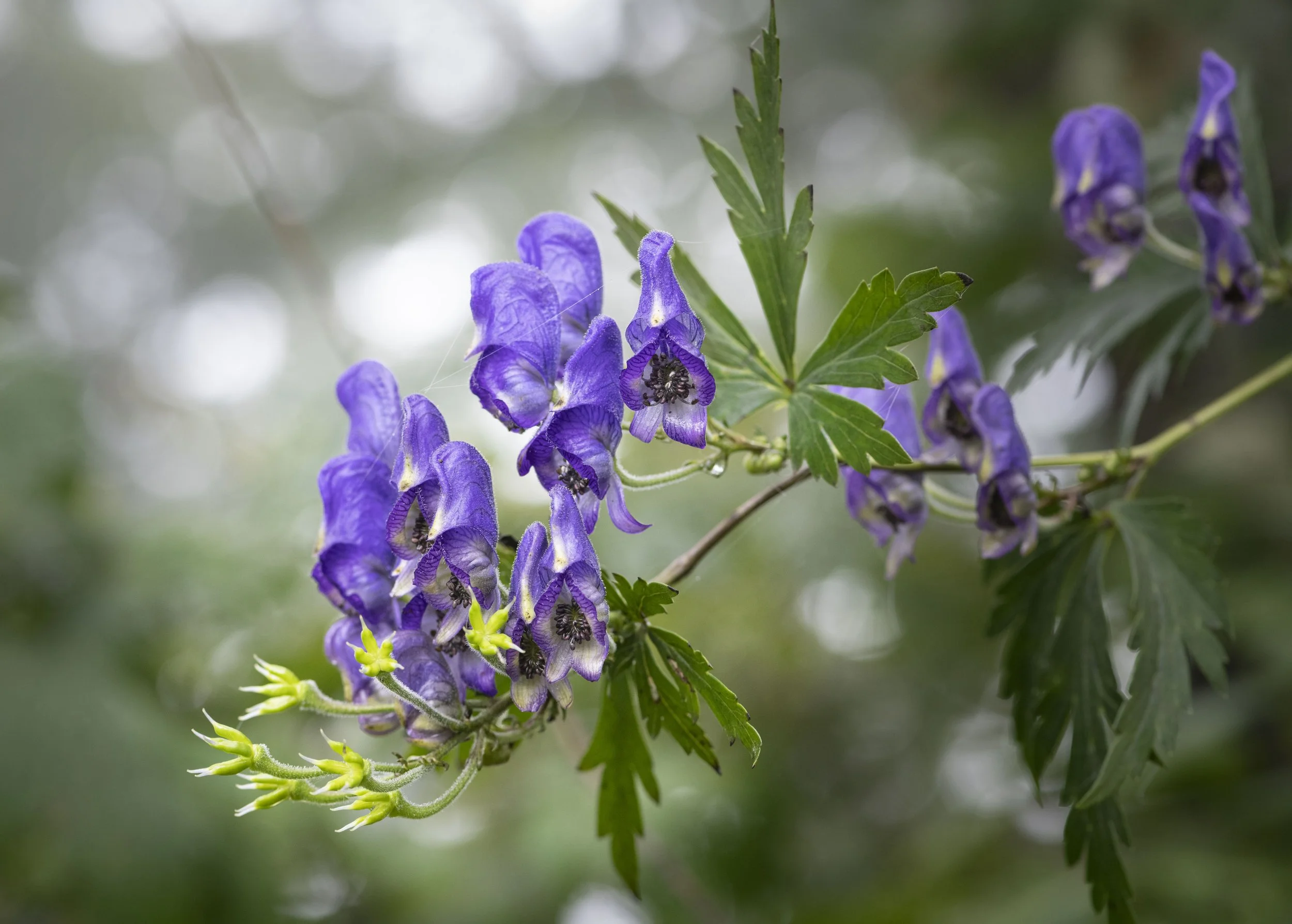 wild flower — Mike Noh