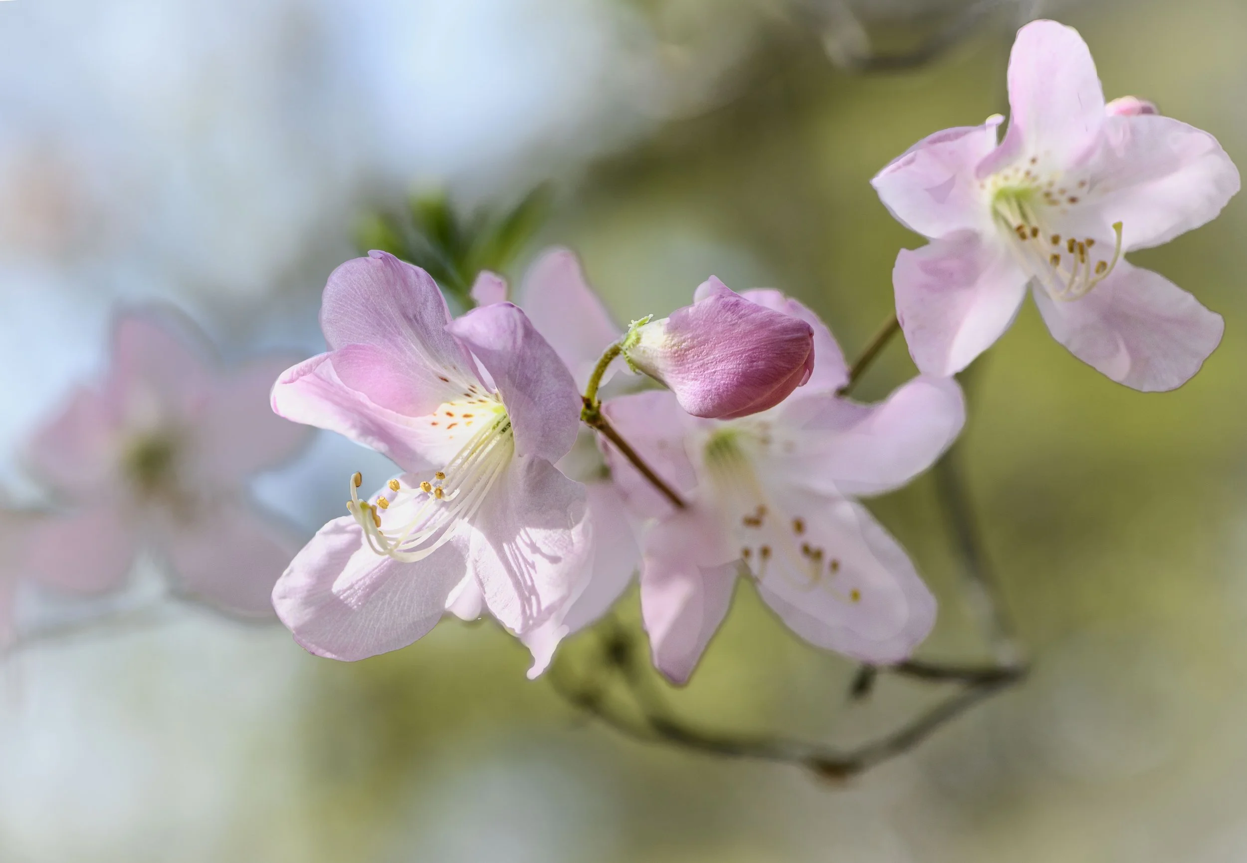 wild flower — Mike Noh