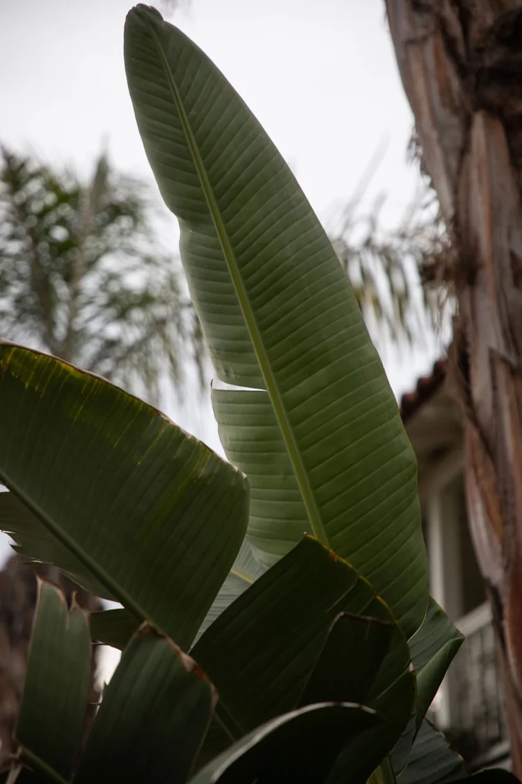 Premier Host Vacations