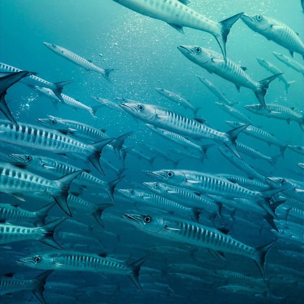 Whole Genome Sequencing — Floragenex - Turning DNA into data