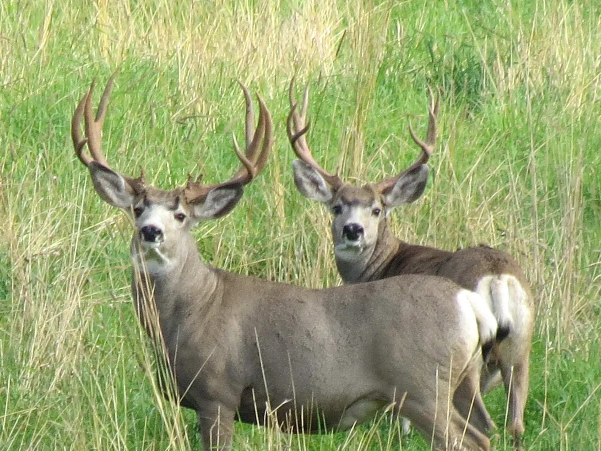 Alberta Mule Deer Hunting Outfitters - Mule Deer Hunting Guides Alberta ...