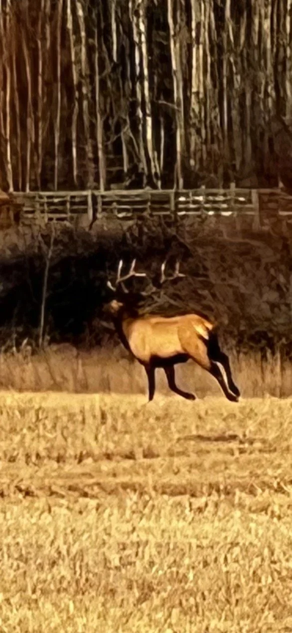 Alberta Hunting Prices - Corbett Creek Outfitters